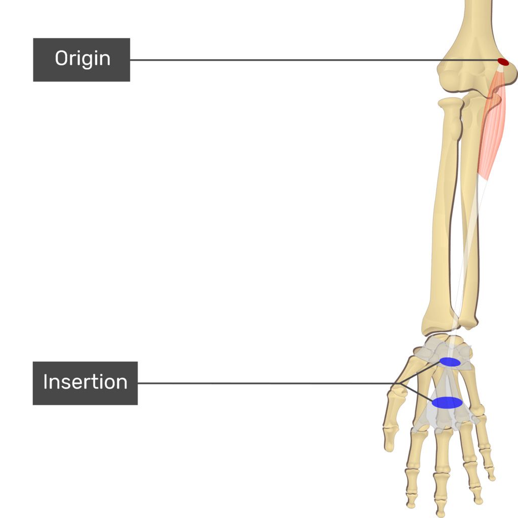 Palmaris Longus Origin And Insertion