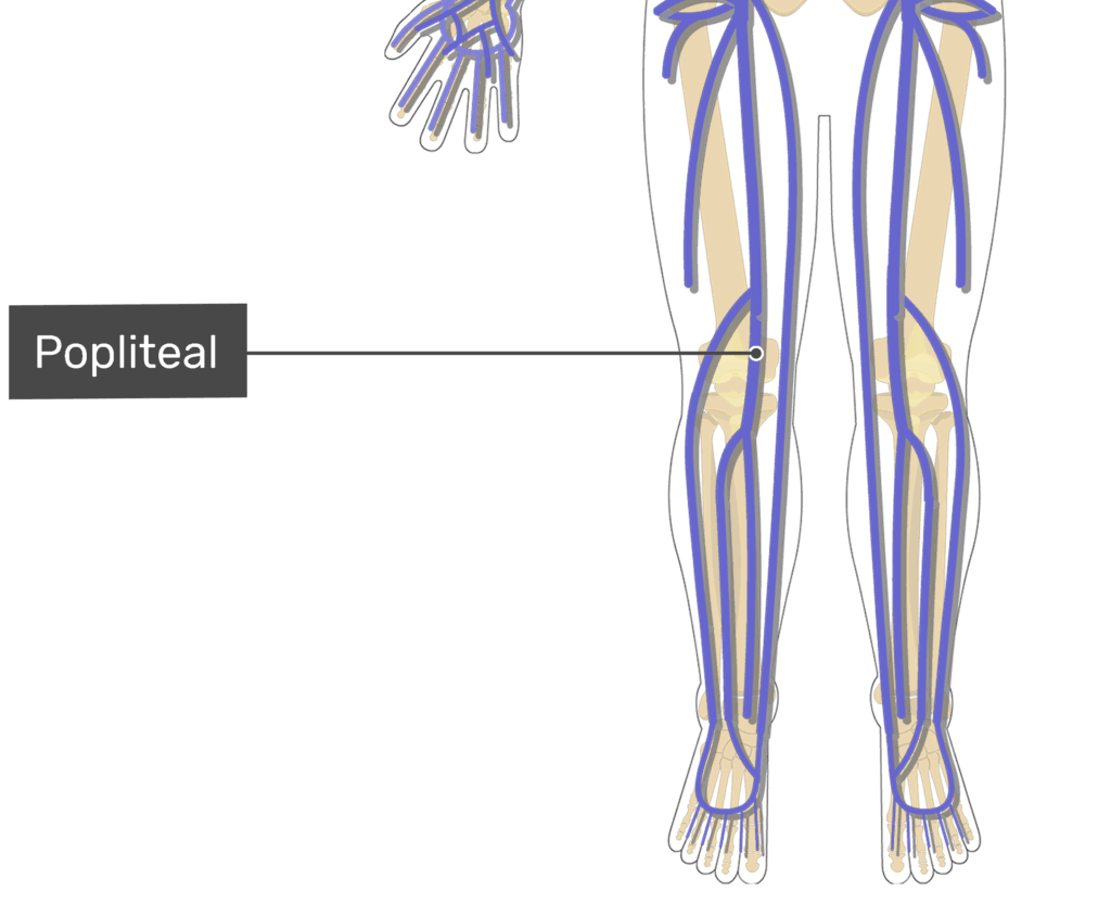Figure 96 Main Veins Of The Human Body Basic Human