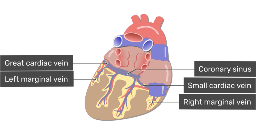 Coronary Sinus File:Coronary Sinus.png Wikimedia Commons