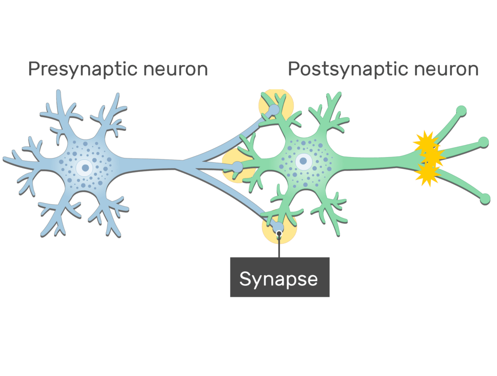 Synapse Of A Neuron Sending Information: Synapses And