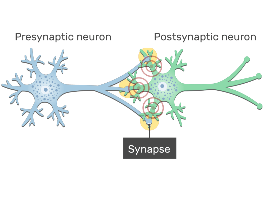 Synapse Diagram Gcse