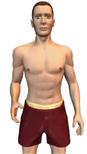 Pronator Teres - Attachments, Action & Innervation | GetBodySmart