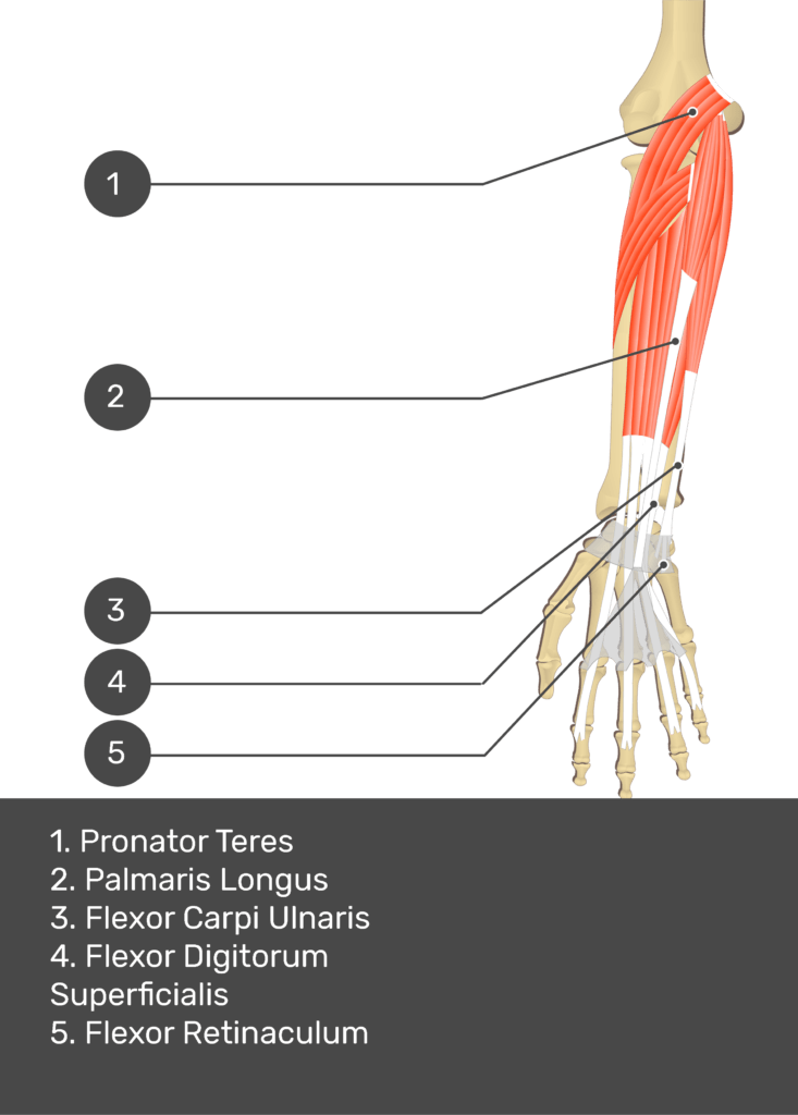 Pronator Teres - Attachments, Action & Innervation | GetBodySmart