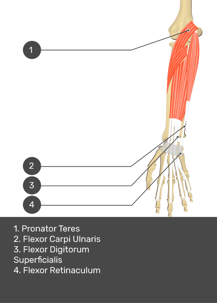 Pronator Teres - Attachments, Action & Innervation | GetBodySmart