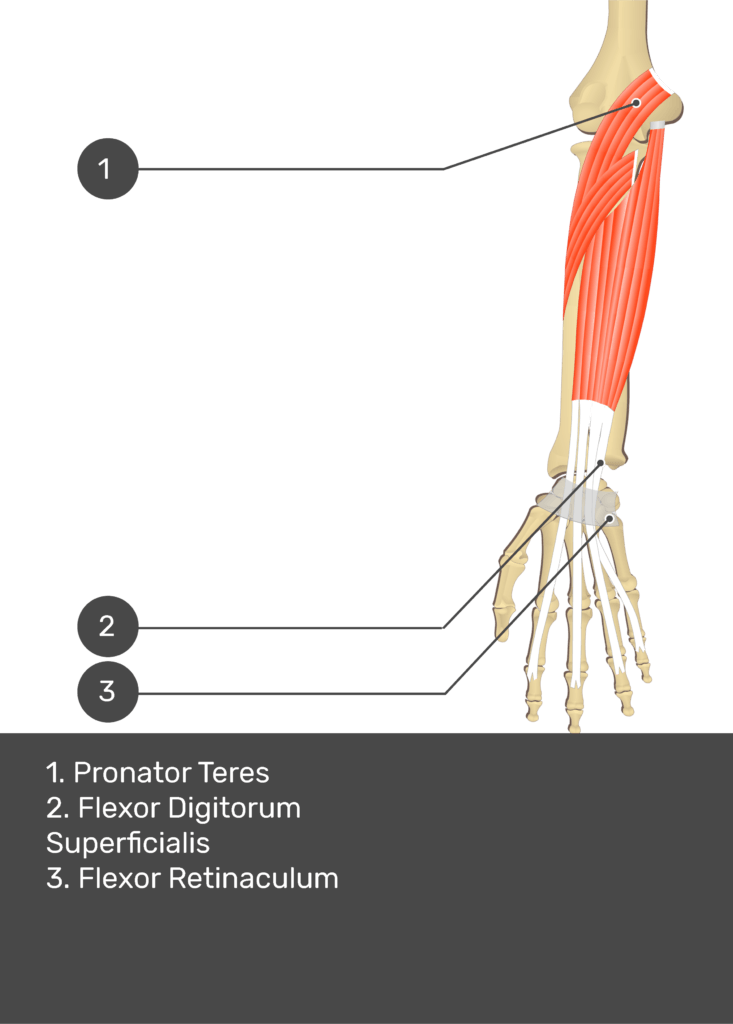 Pronator Teres - Attachments, Action & Innervation | GetBodySmart