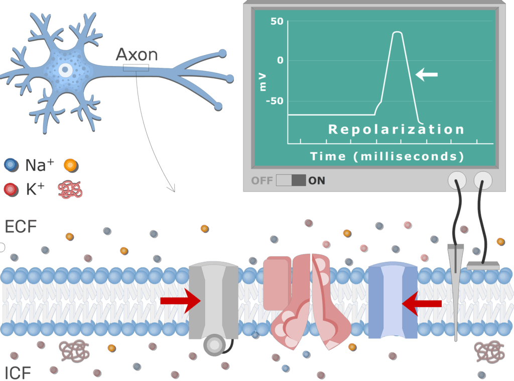 Action Potential Graph Pump