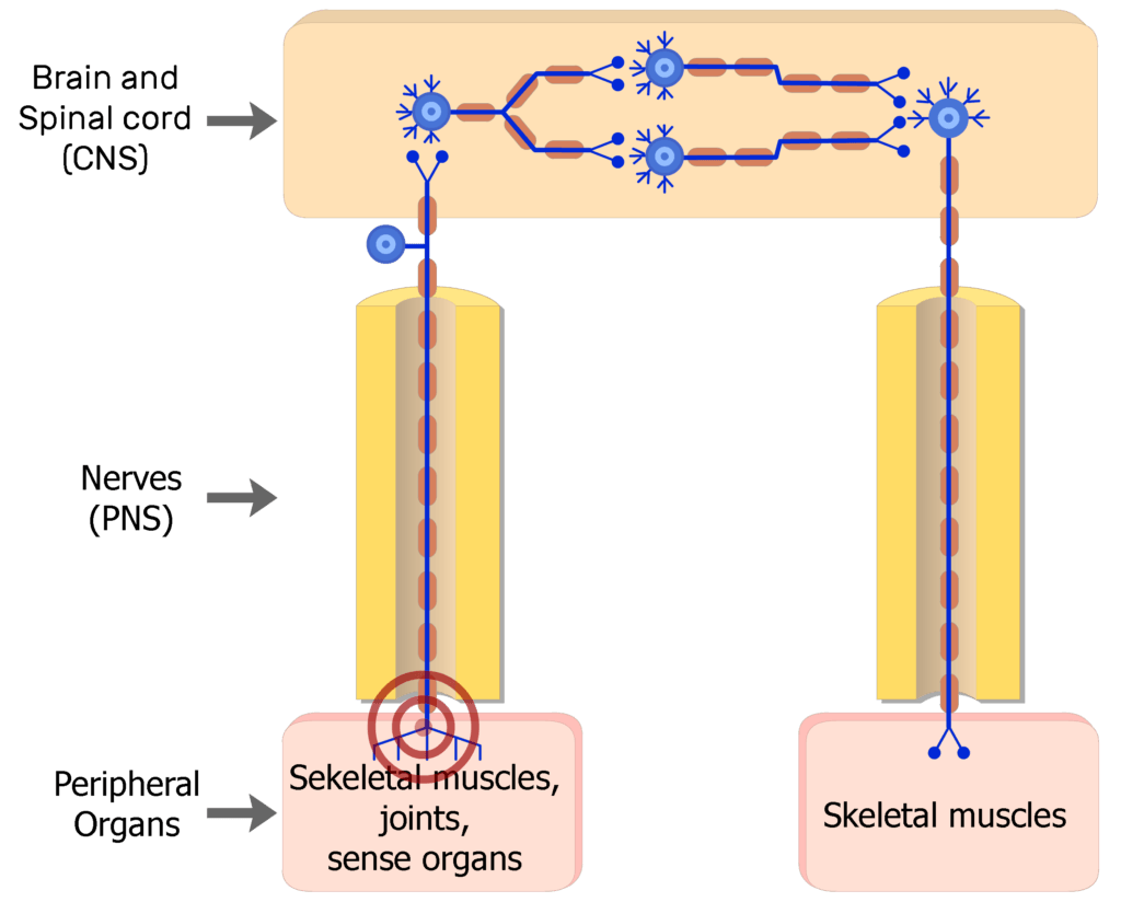 Somatic nervous system: definition and function | GetBodySmart