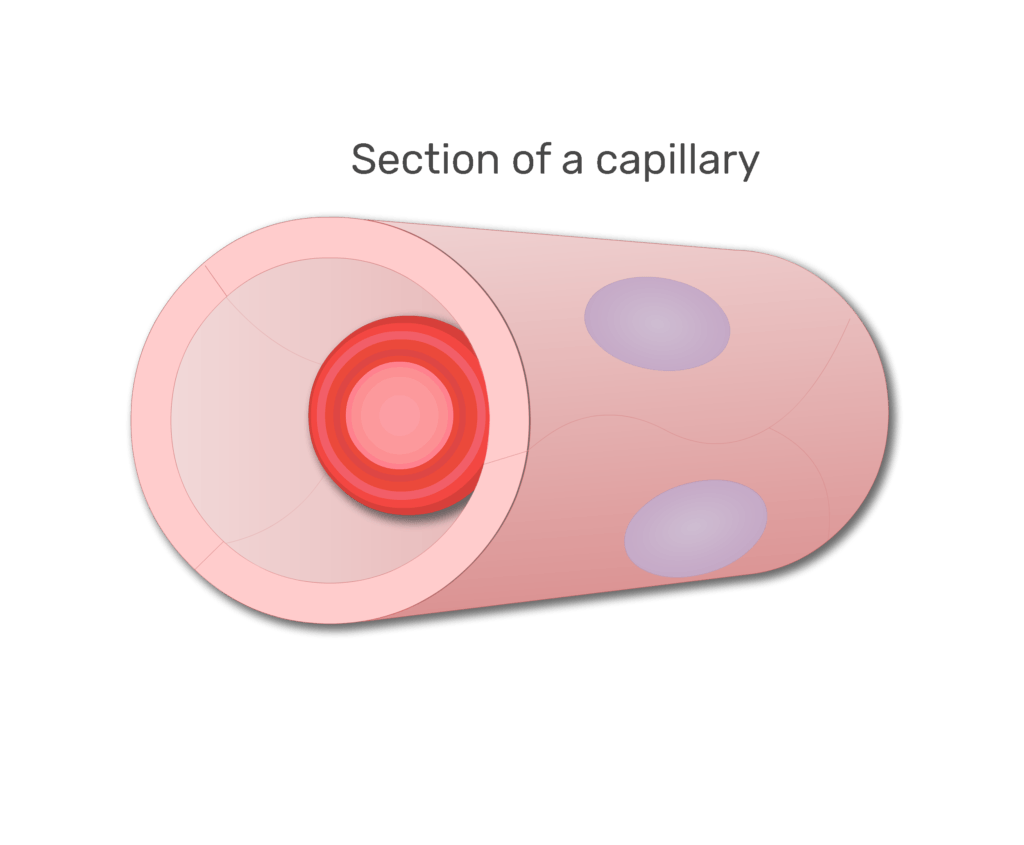 Red Blood Cell Animation Cartoon Red Blood Cell Stock Illustrations