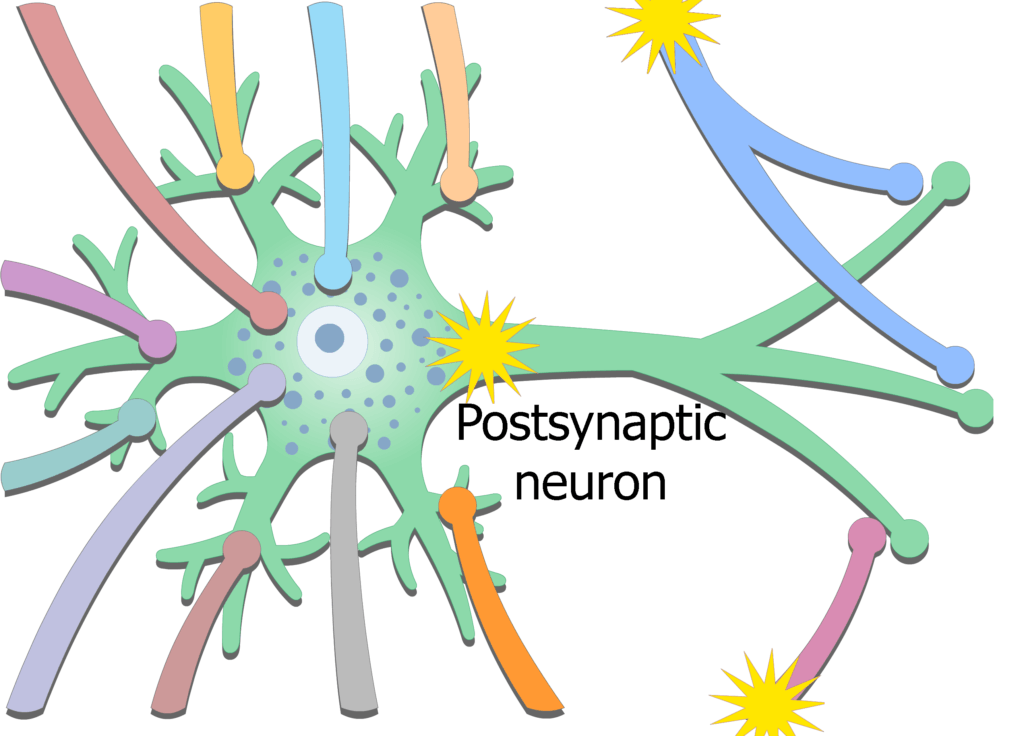 Axodendritic, axosomatic and axoaxonic synapses | GetBodySmart