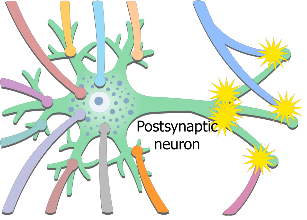 Axodendritic, axosomatic and axoaxonic synapses | GetBodySmart