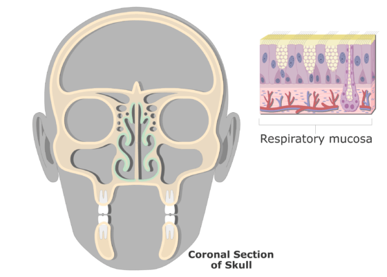 Nasal mucosa: structure, function and labeled diagram | GetBodySmart