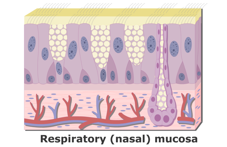 Nasal mucosa: structure, function and labeled diagram | GetBodySmart