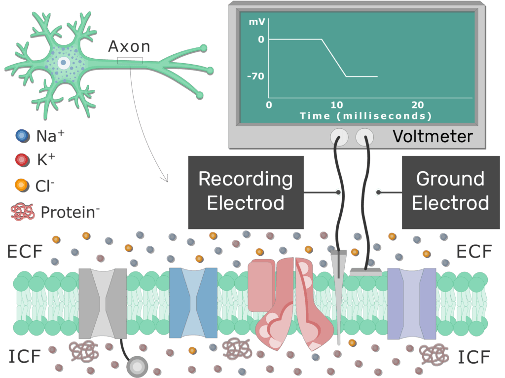 Resting Potential Action Potential Definition, Mechanism,