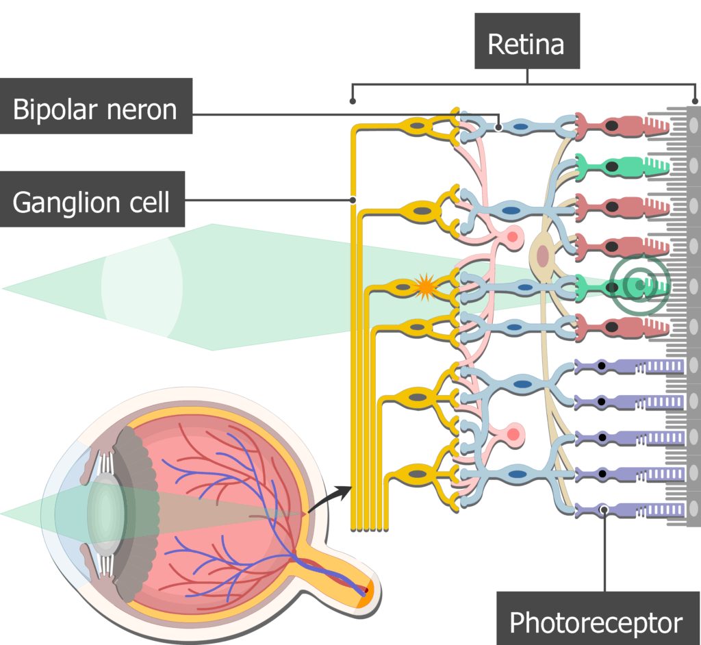 Unipolar Neuron Structure And Functions Neuronal Shape And Neuronal