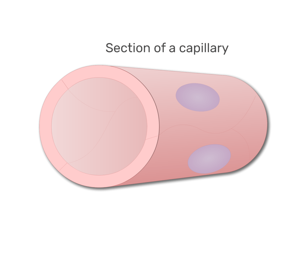 Platelet Structure Diagram