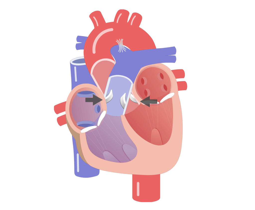 Semilunar Valves Structures Of The Heart