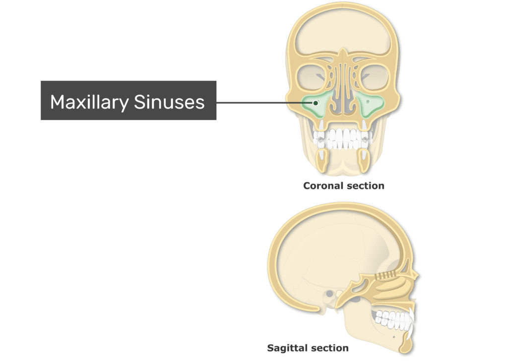 Maxillary Sinus Anatomy 16 Surgical Management Of Tumors Of The Nasal