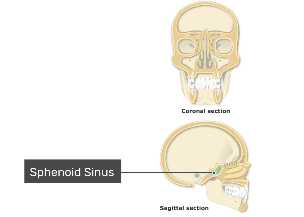 Anatomy Of Sphenoid Sinus
