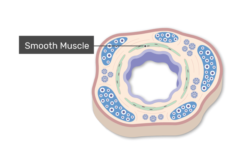 Bronchus and branchial wall: anatomy and diagram | GetBodySmart