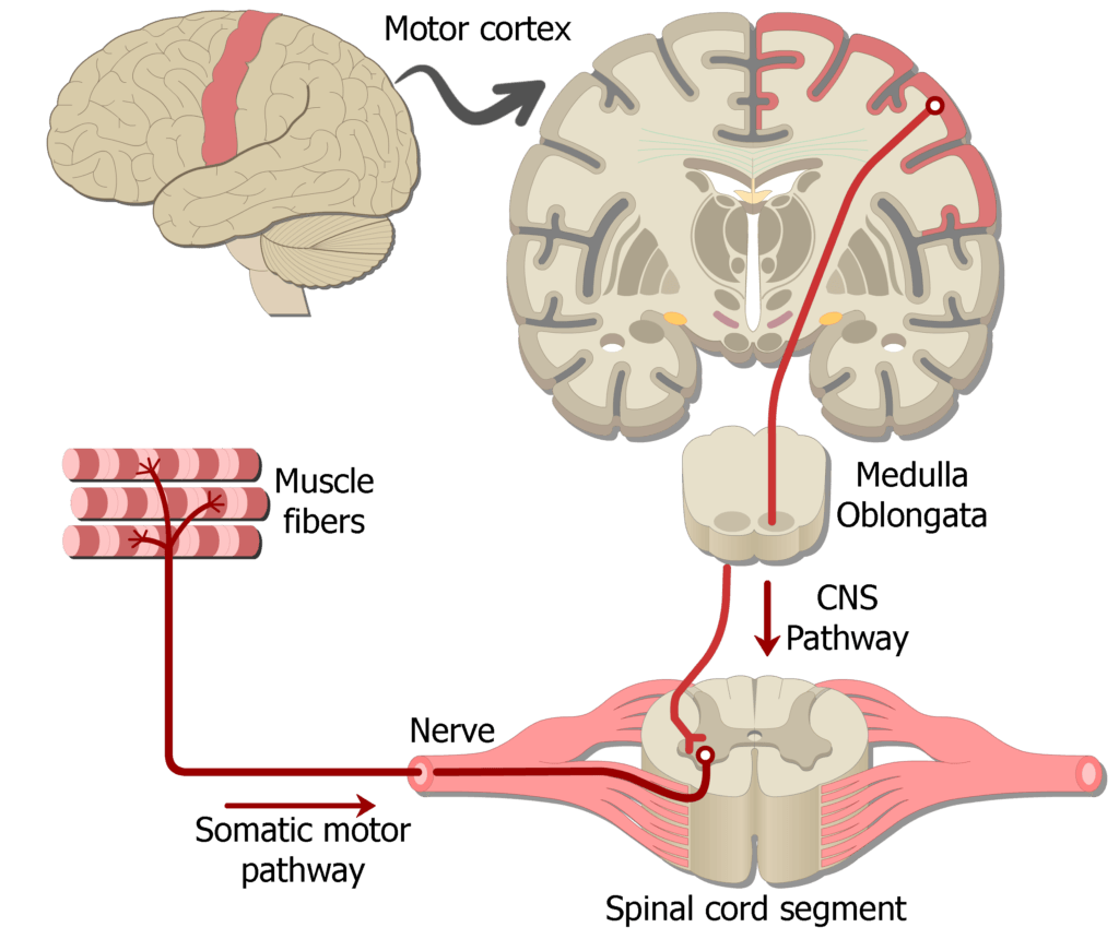 Examples of Somatic Nervous System Pathways | GetBodySmart