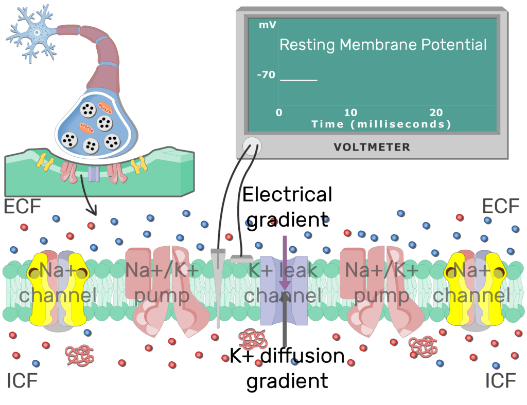 Resting Potential Action Potential Definition, Mechanism,