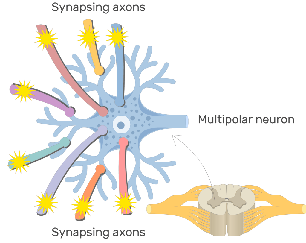 Multipolar Neurons - Structure, functions and diagram | GetBodySmart