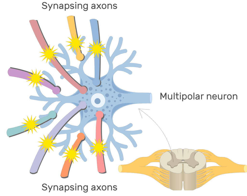 Multipolar Neurons - Structure, functions and diagram | GetBodySmart