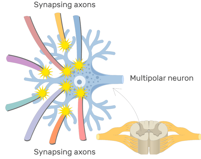 Multipolar Neurons - Structure, functions and diagram | GetBodySmart