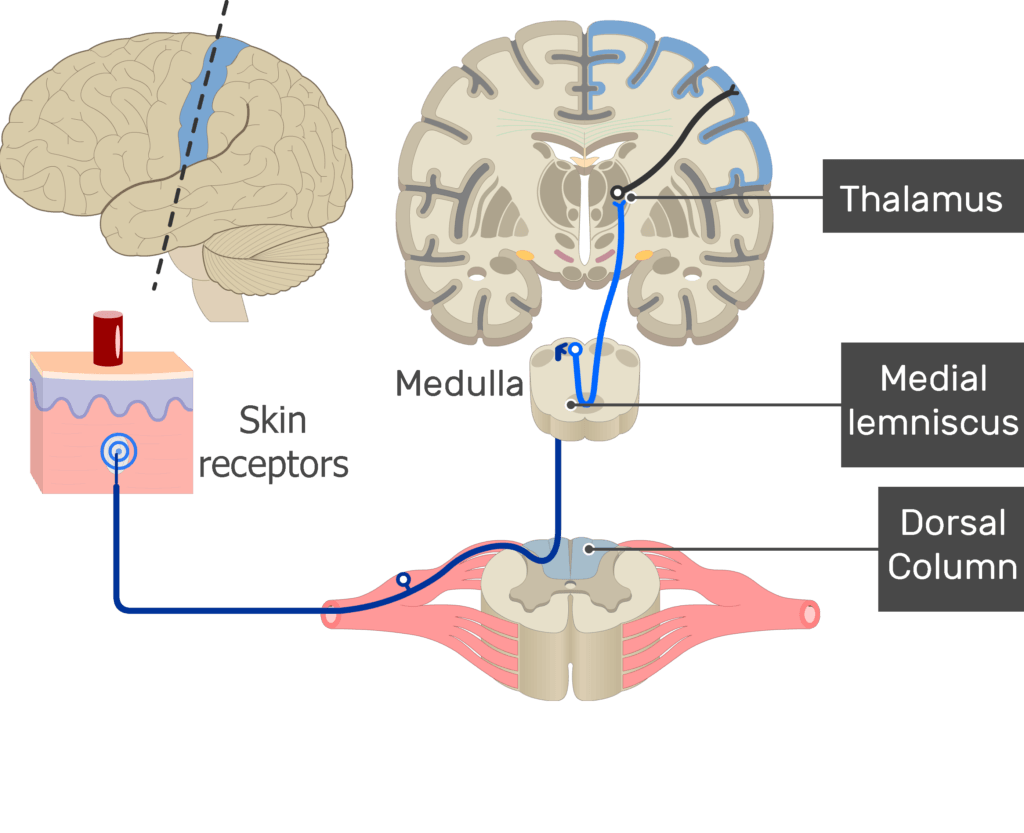Sensory Receptors In The Brain