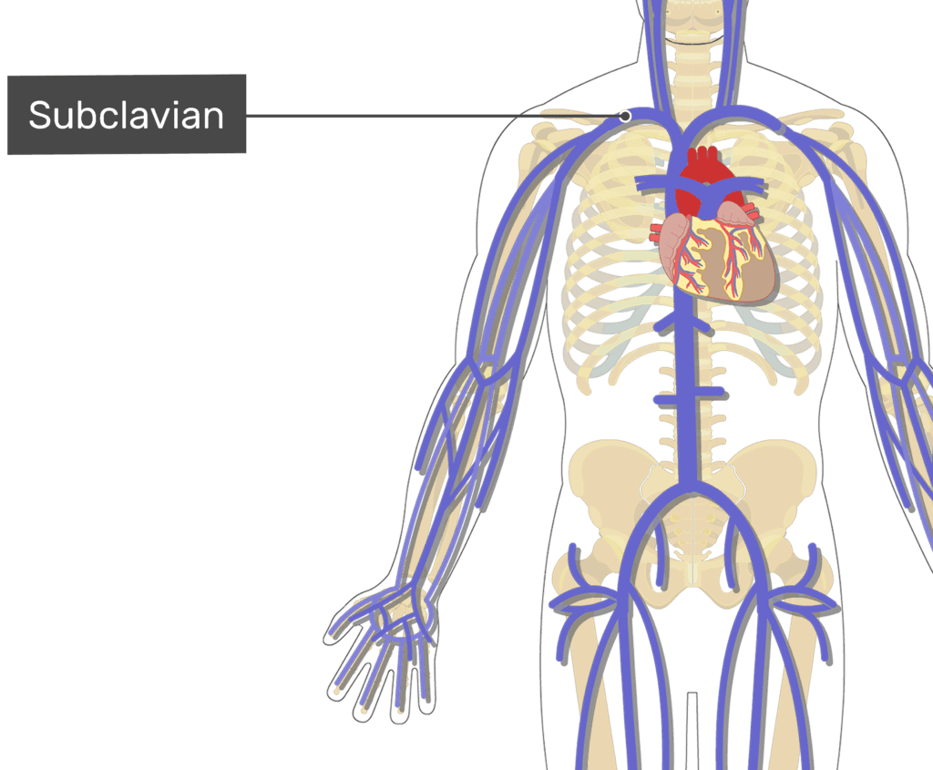Left Subclavian Vein Anatomy