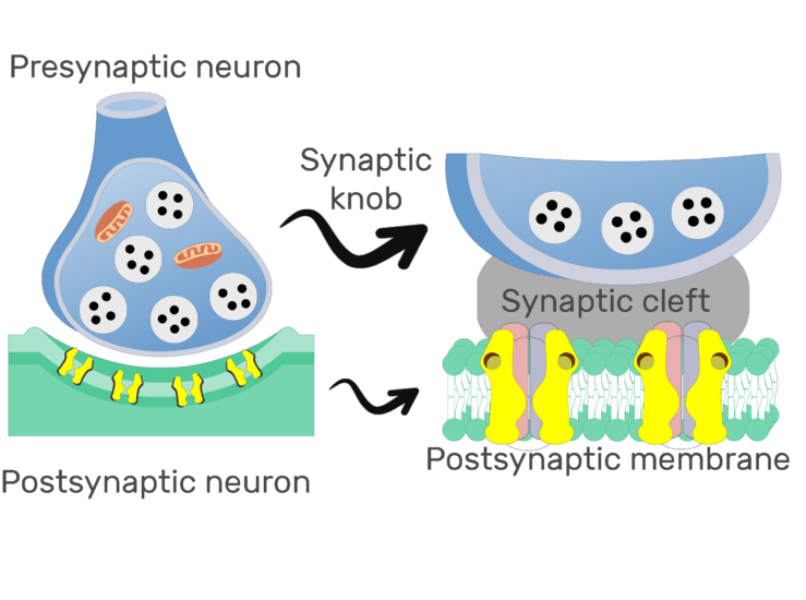 Chemical synapse: structure and labeled diagram | GetBodySmart