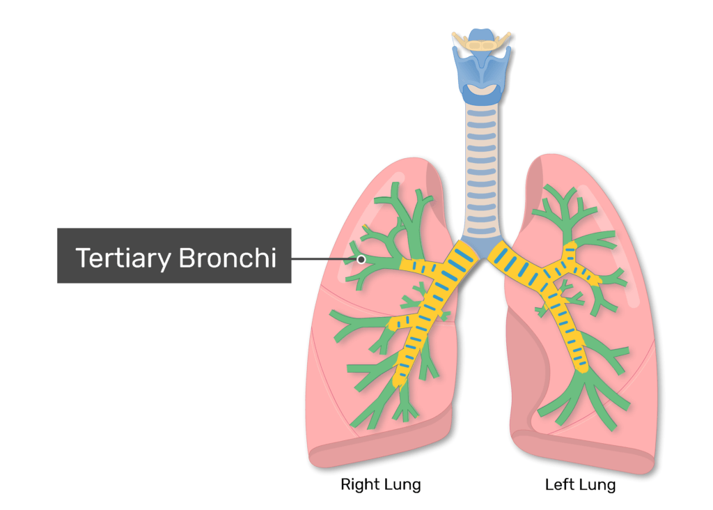 Tertiary Bronchi Anatomy Thorax 265 Content Of Root Of Lung Hilum Viva