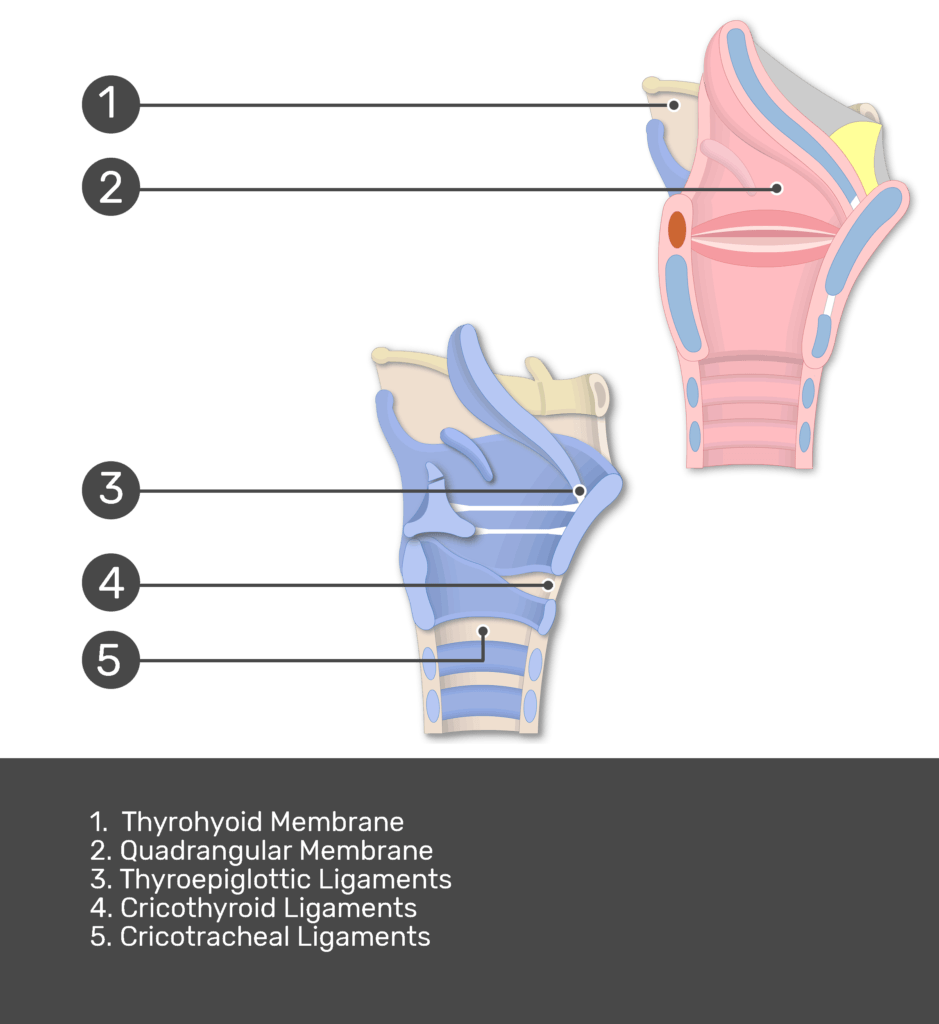 Membrana Cricotracheale Larynx: Anatomy | Concise Medical Knowledge