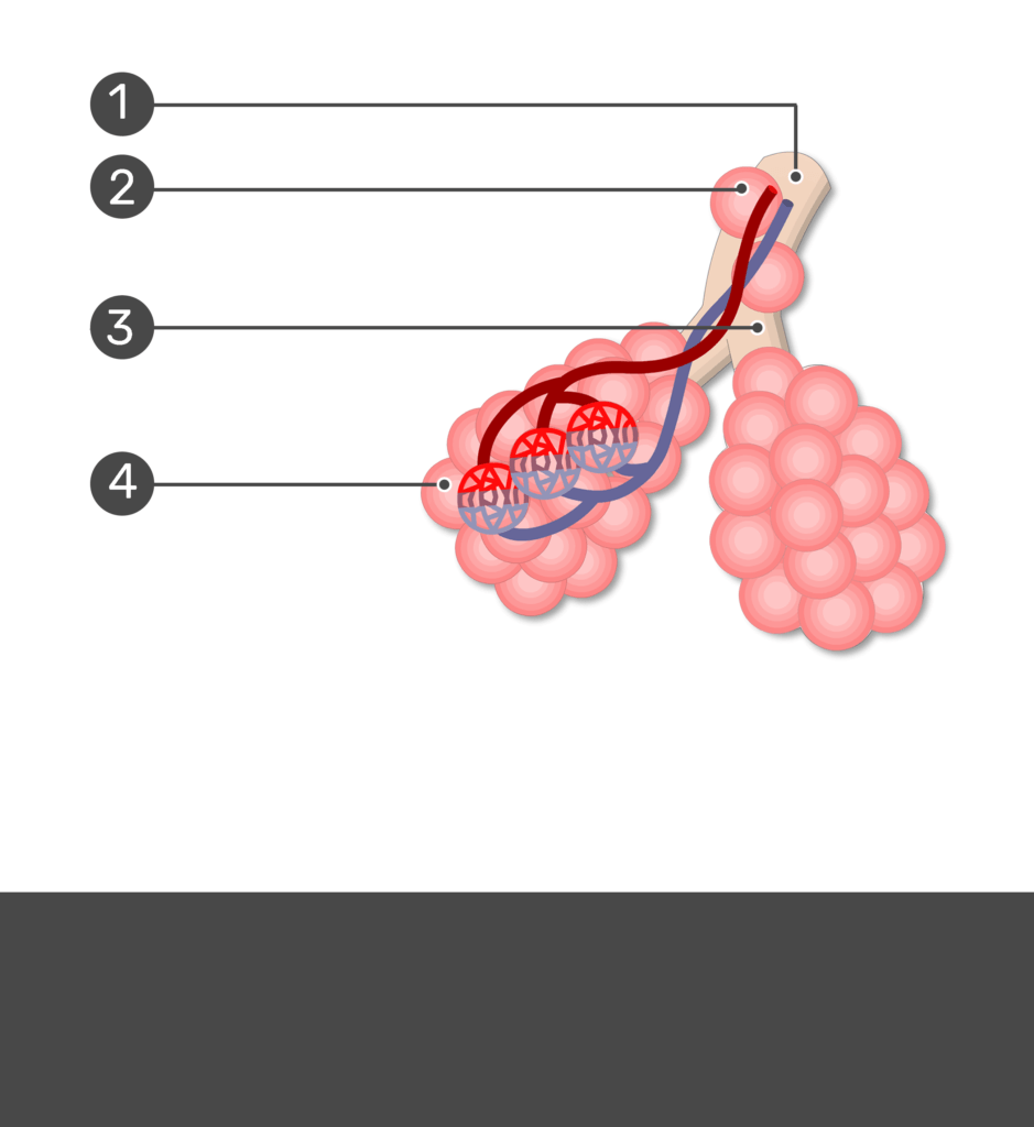 Lung alveoli: anatomy and labeled diagram | GetBodySmart
