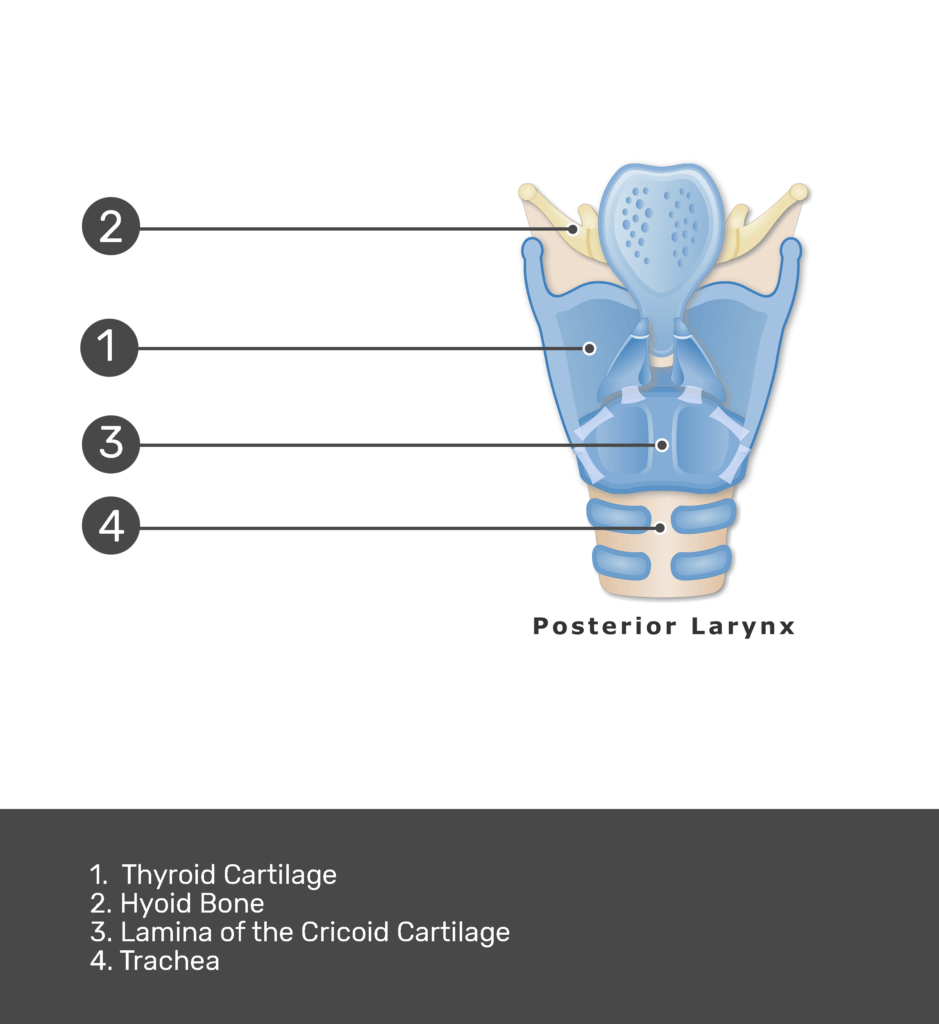 Cricoid Cartilage Posterior View