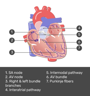 Conduction System of the Heart: Path and diagram | GetBodySmart