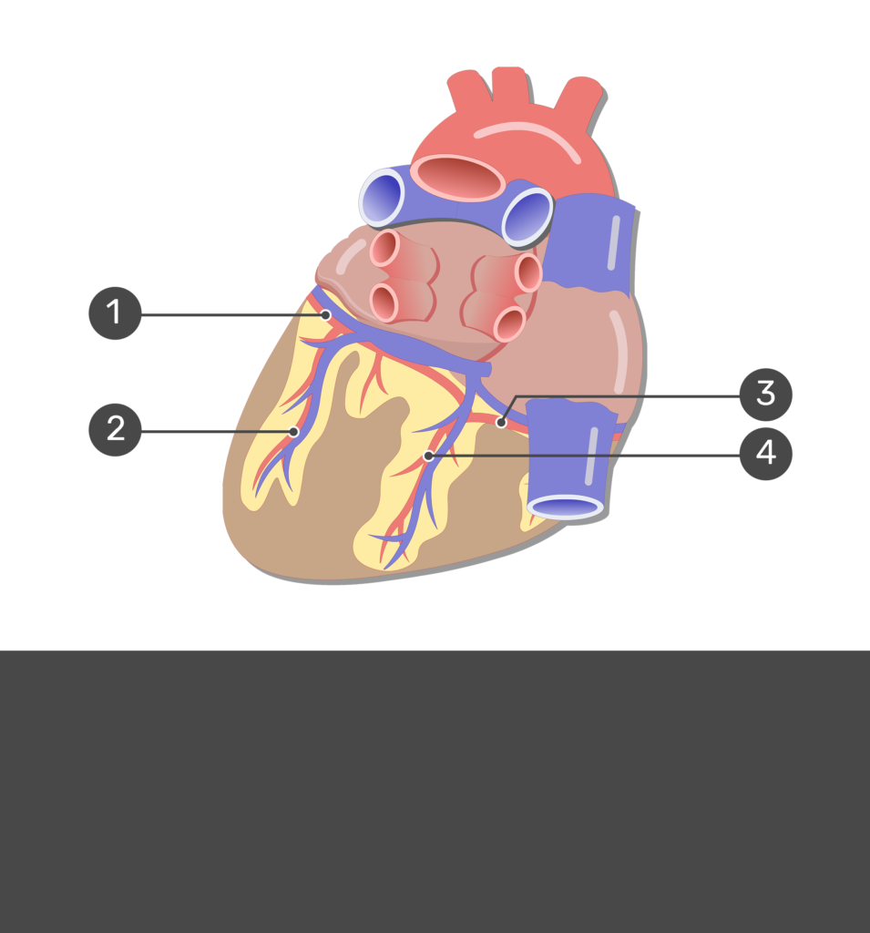 Coronary Blood Vessels Of The Heart Posterior View