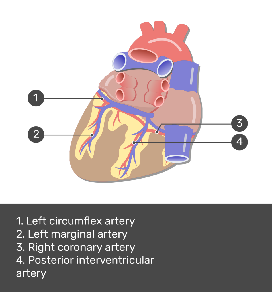 Coronary Circulation Posterior