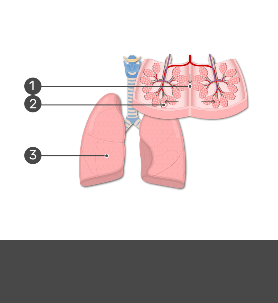 Primary Pulmonary Lobule