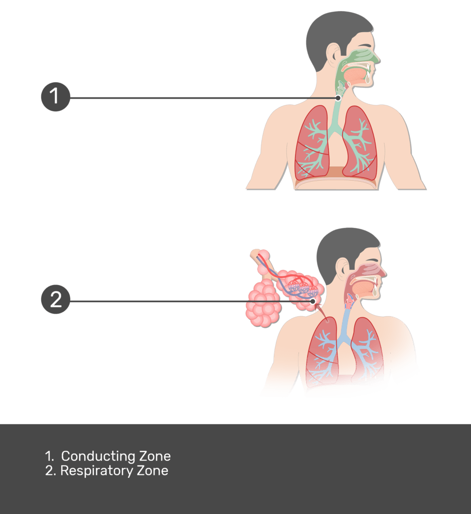 Lung alveoli: anatomy and labeled diagram | GetBodySmart