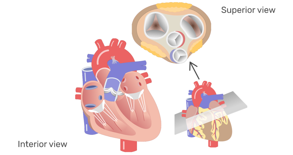 Heart Anatomy Valves