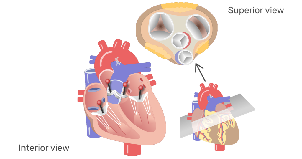 Heart Anatomy Interior View