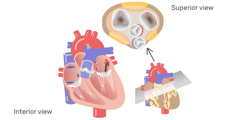 Heart Valves: Anatomy and Function | GetBodySmart