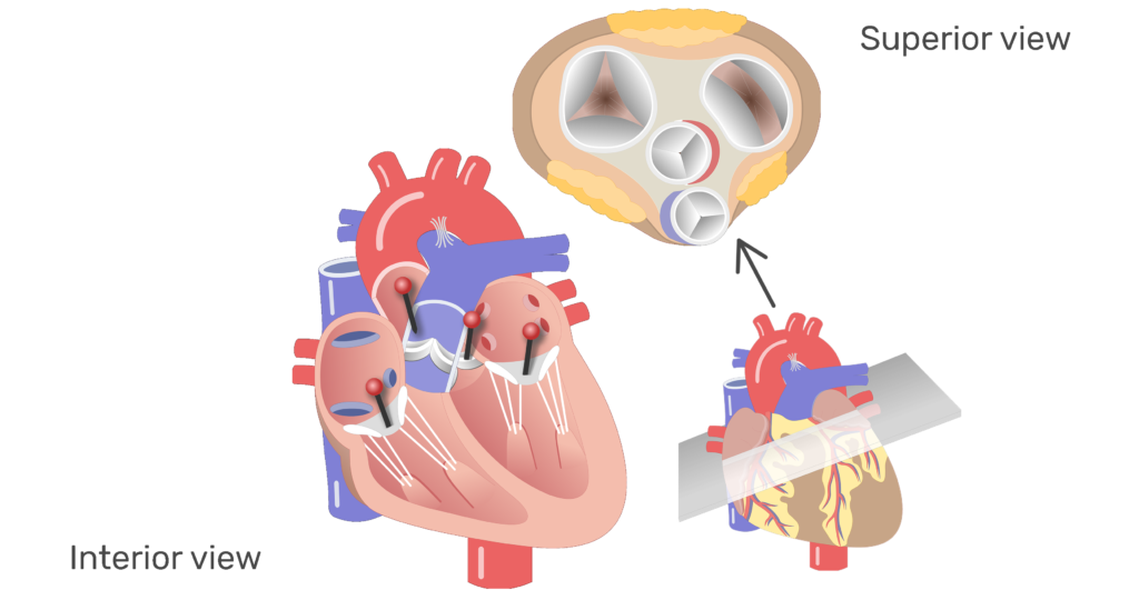 Cardiac Cycle Animation