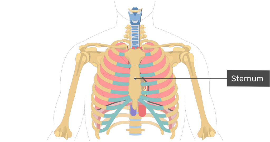 Ribs Anatomy Heart