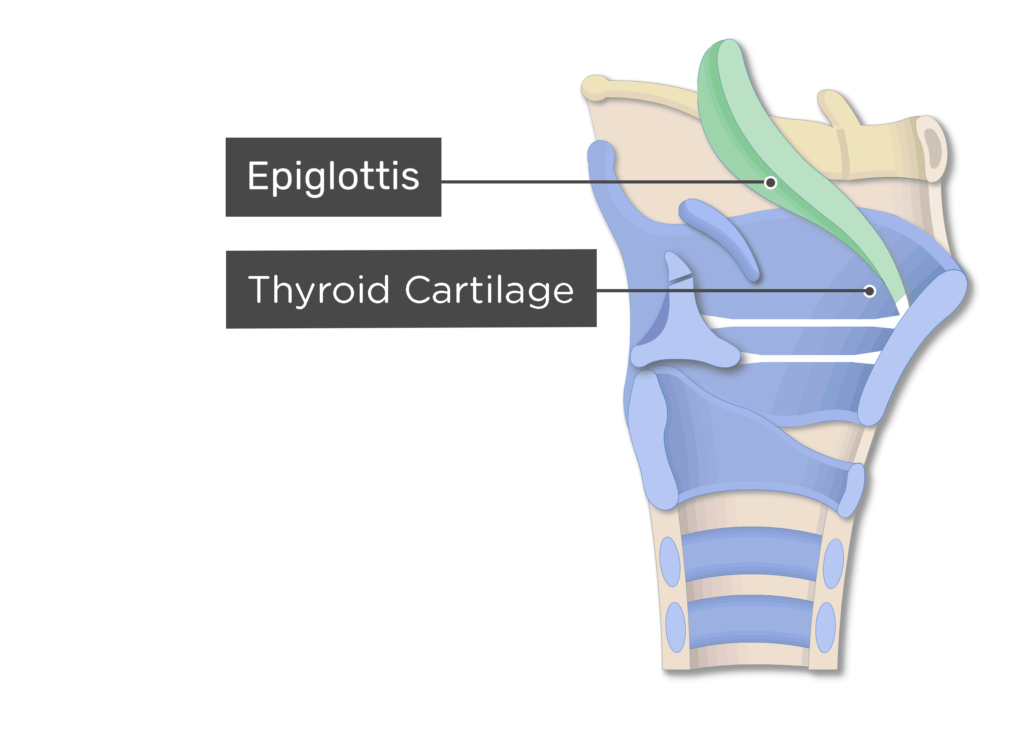 Epiglottis Anatomy