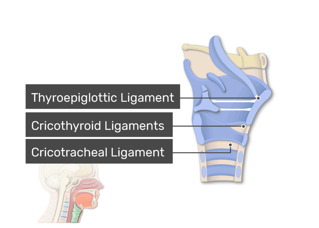 Cricothyroid Membrane Surface Anatomy