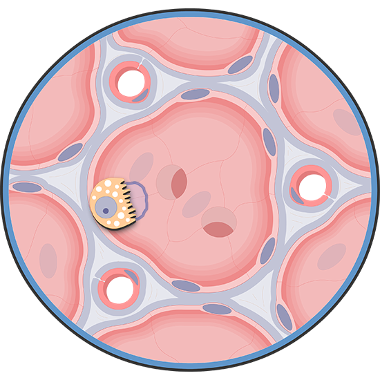 Lung alveoli: anatomy and labeled diagram | GetBodySmart