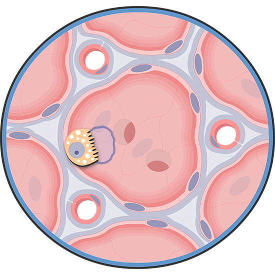 Lung alveoli: anatomy and labeled diagram | GetBodySmart