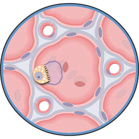 Lung alveoli: anatomy and labeled diagram | GetBodySmart